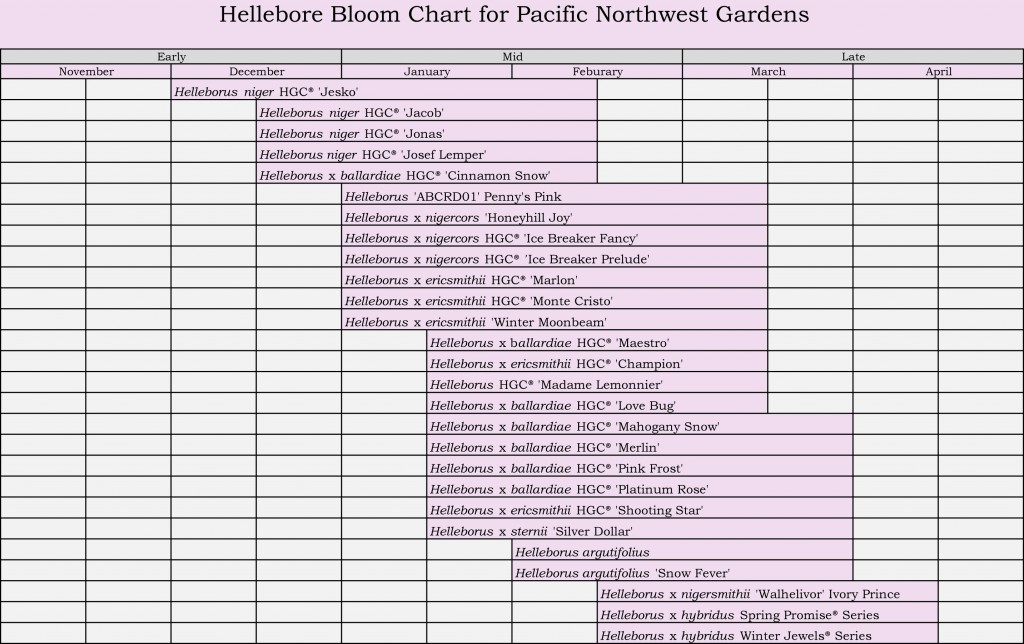 Hellebore Bloom Chart | Wells Medina Nursery