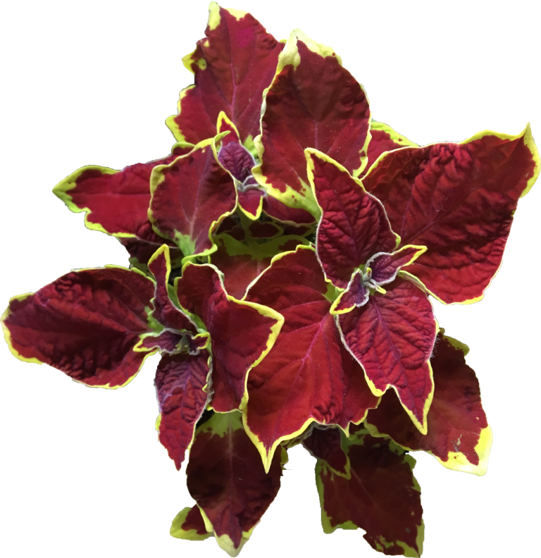 coleus 4_edited-1 | Wells Medina Nursery