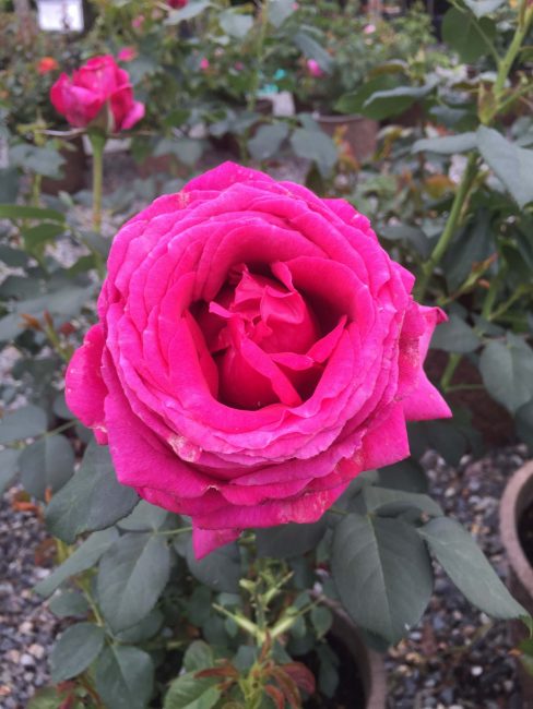 Hybrid Tea Miranda Lambert | Wells Medina Nursery