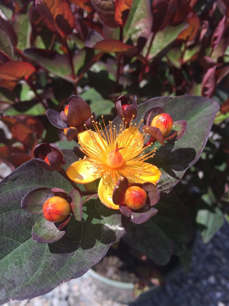 Hypericum x inodorum Sangria | Wells Medina Nursery