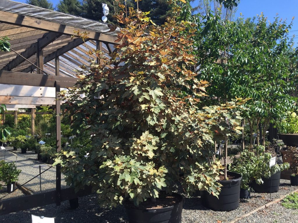 Acer psuedoplatanus ‘Eskimo Sunset’ | Wells Medina Nursery