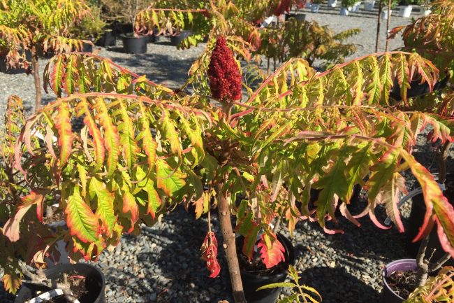 Rhus typhina Tiger Eyes | Wells Medina Nursery