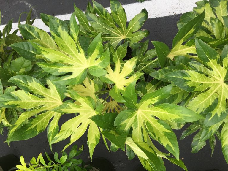 Fatsia japonica | Wells Medina Nursery