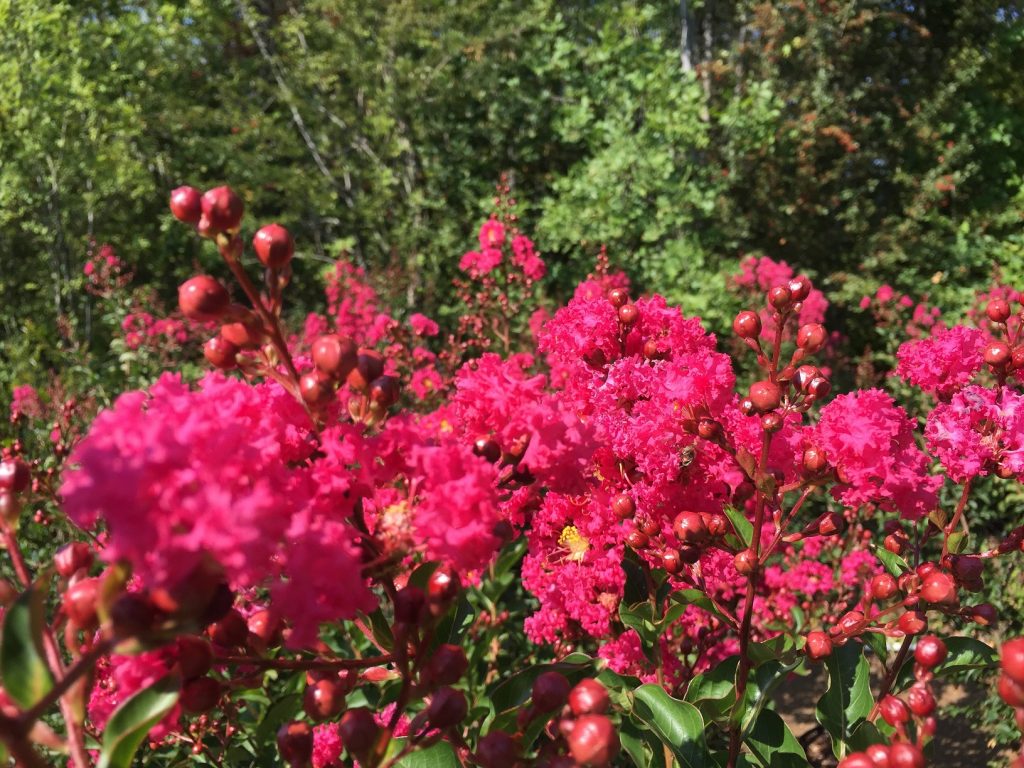 crape myrtle | Wells Medina Nursery