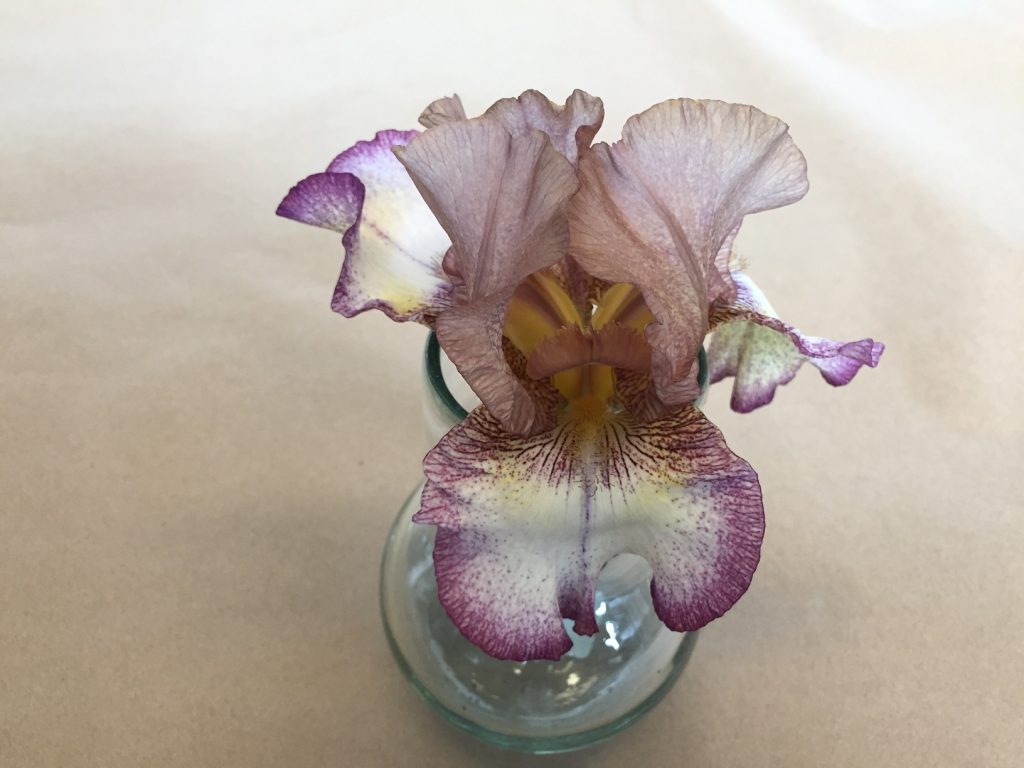 iris | Wells Medina Nursery