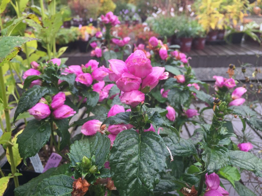 Chelone ‘Tiny Tortuga’ | Wells Medina Nursery