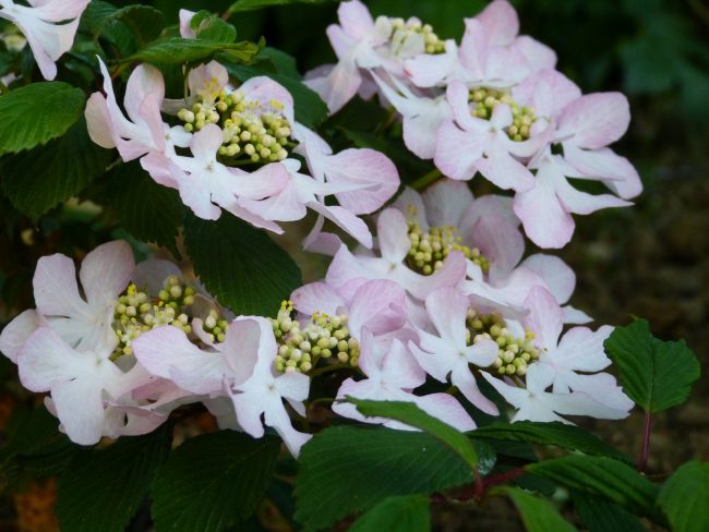 molly flowers | Wells Medina Nursery