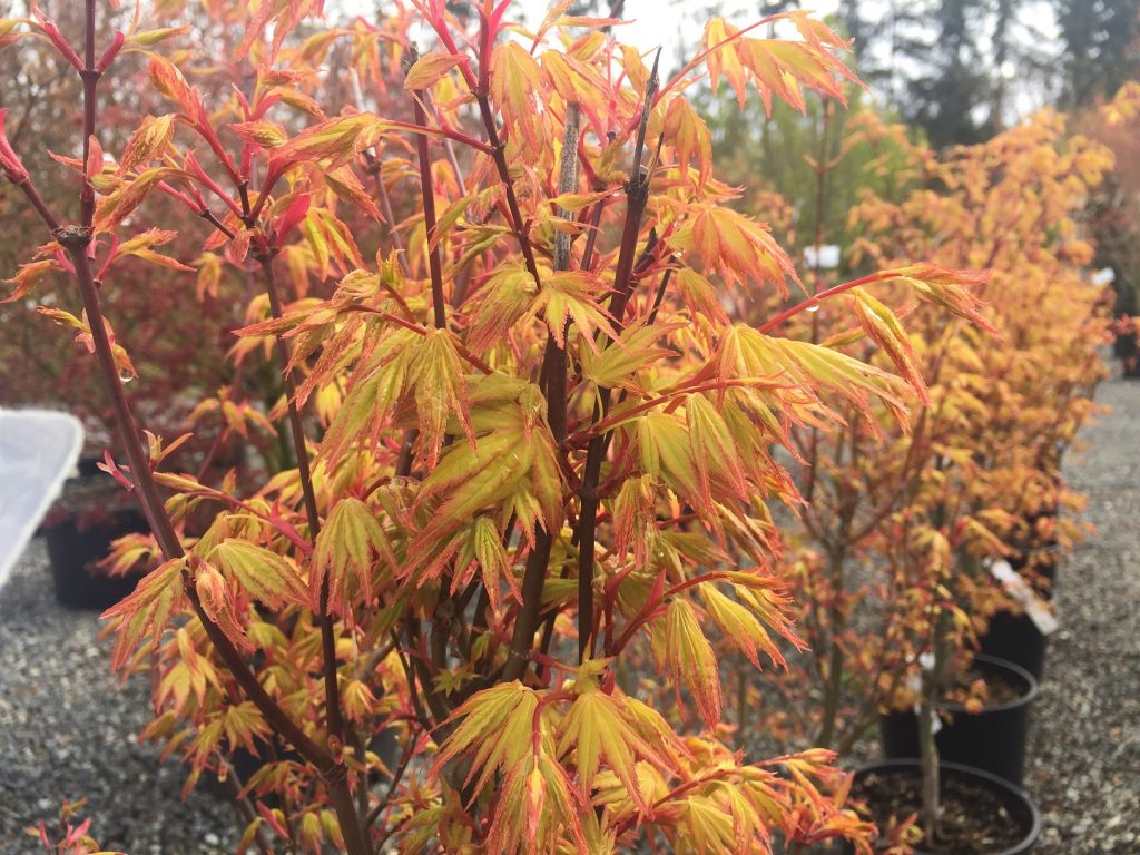 Japanese Maples Wells Medina Nursery Japanese Maples Wells Medina Nursery
