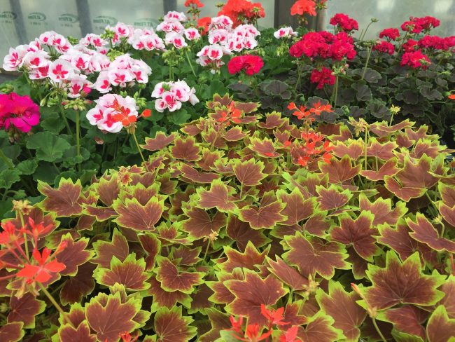 Fancy Leaf Geraniums | Wells Medina Nursery
