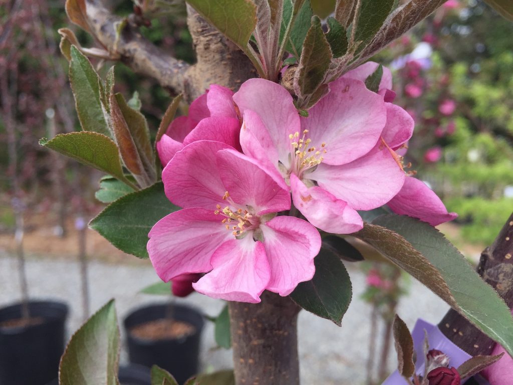 Malus Purple Spire Crabapple | Wells Medina Nursery