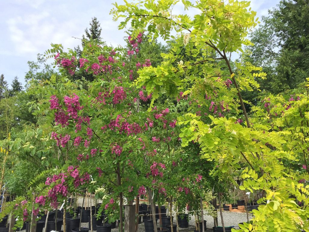 Purple and Gold Locust | Wells Medina Nursery