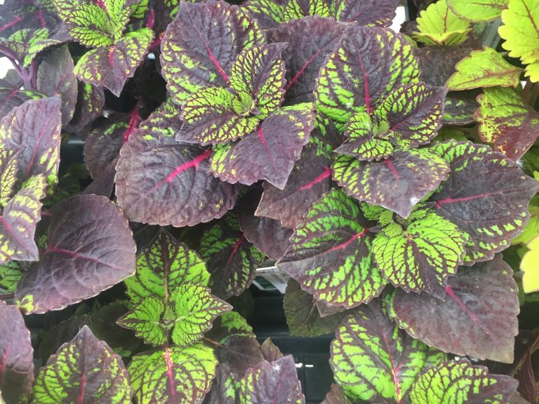 Fishnet Stockings Coleus | Wells Medina Nursery