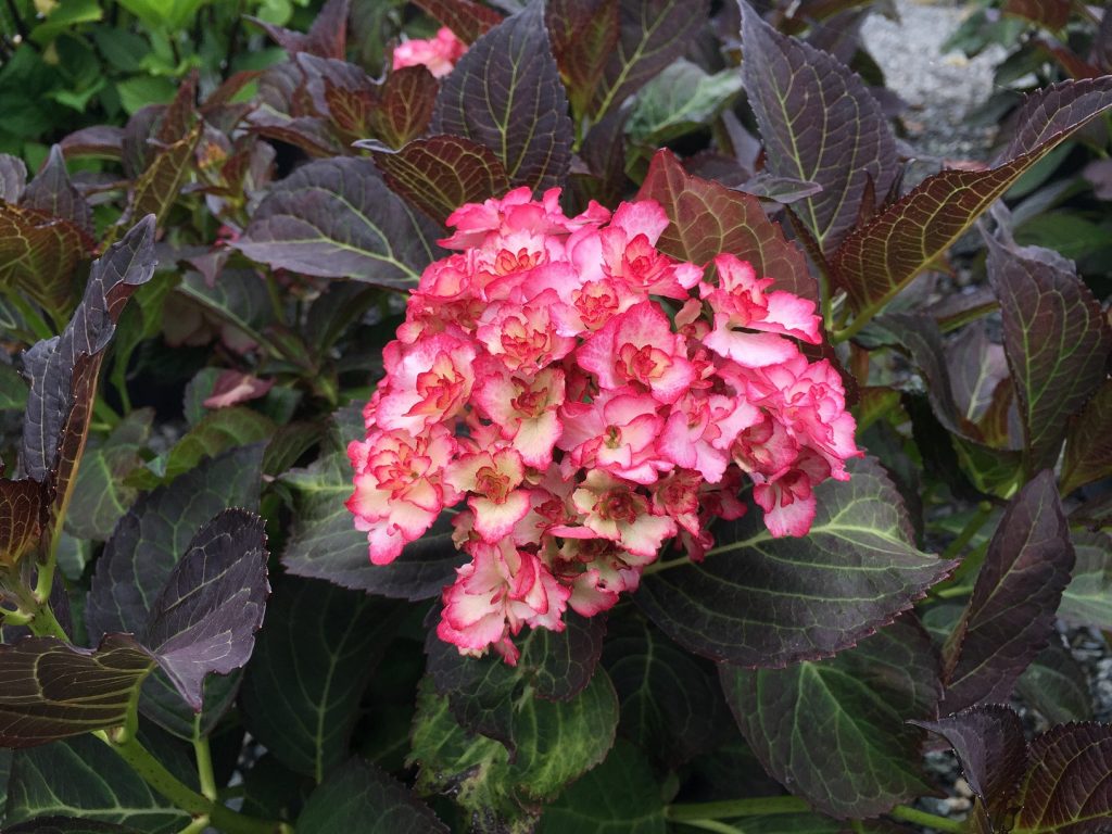 Hydrangae macrophylla Miss Saori | Wells Medina Nursery
