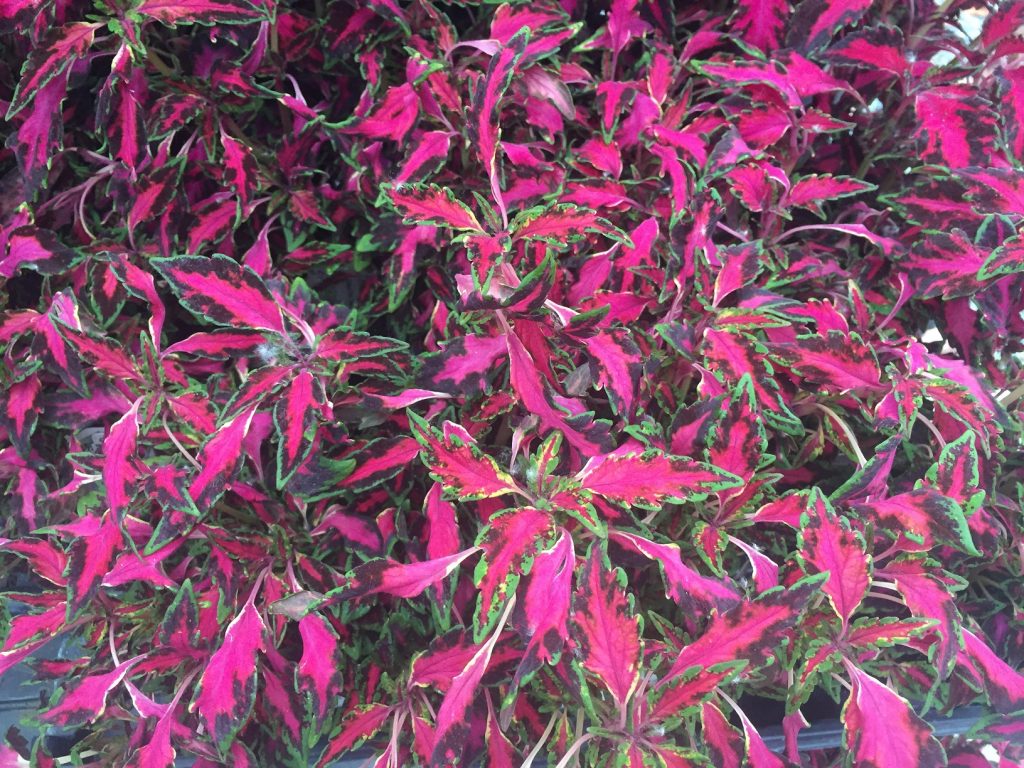 Pink Chaos Coleus | Wells Medina Nursery