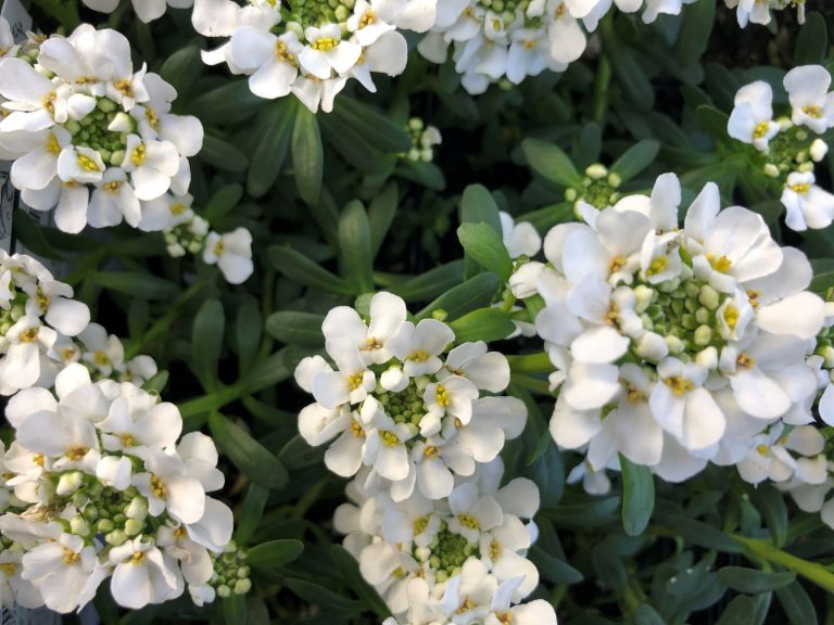 Iberis sempervirens ‘Purity’ resized | Wells Medina Nursery