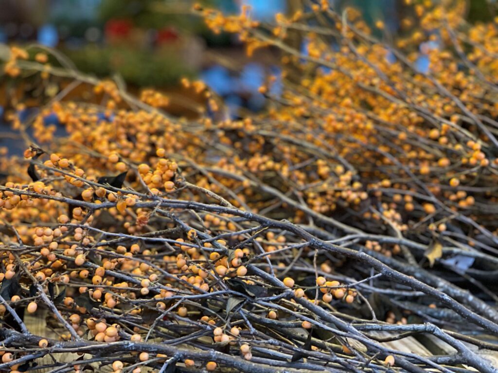 Ilex Yellow resized | Wells Medina Nursery