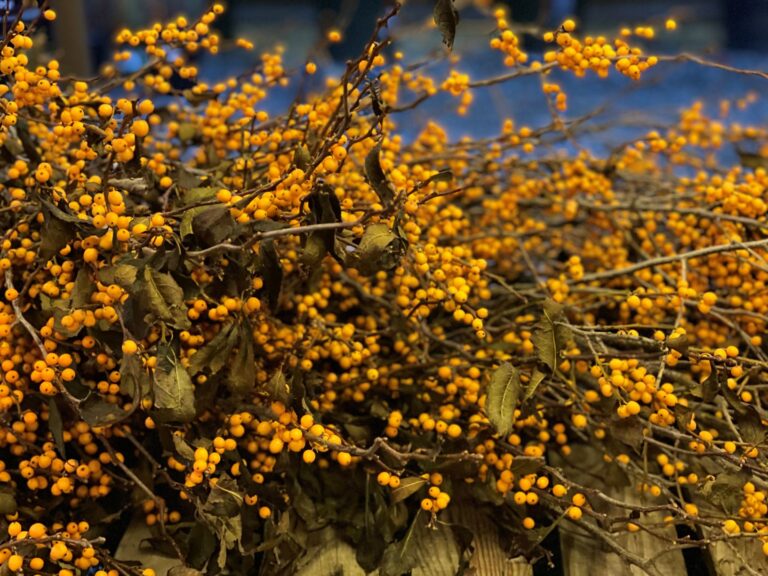 Yellow Ilex 2 resized | Wells Medina Nursery