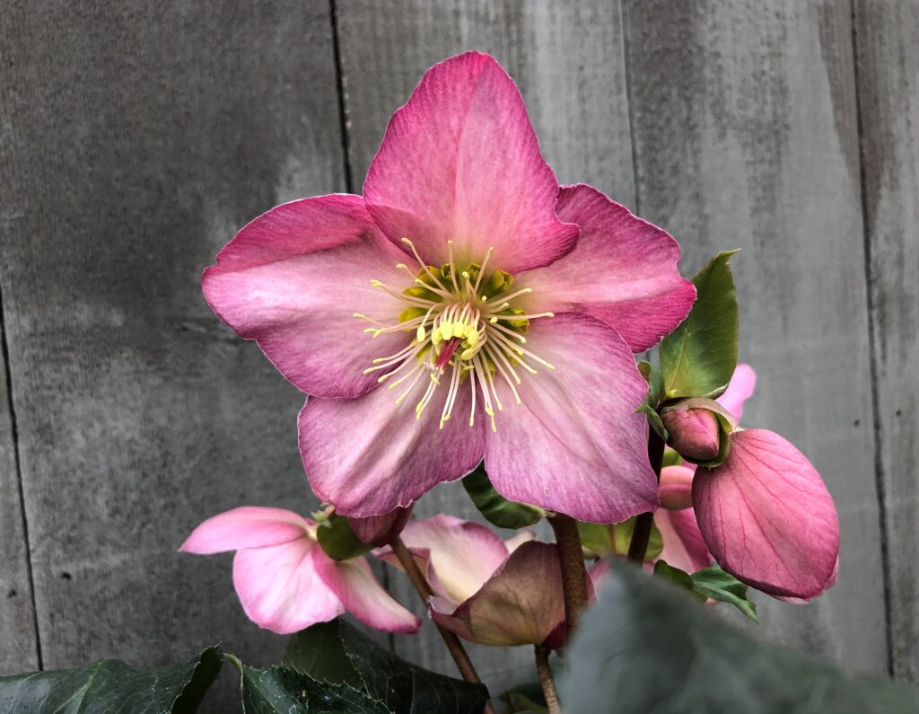 Ice ‘n Roses Hellebore | Wells Medina Nursery