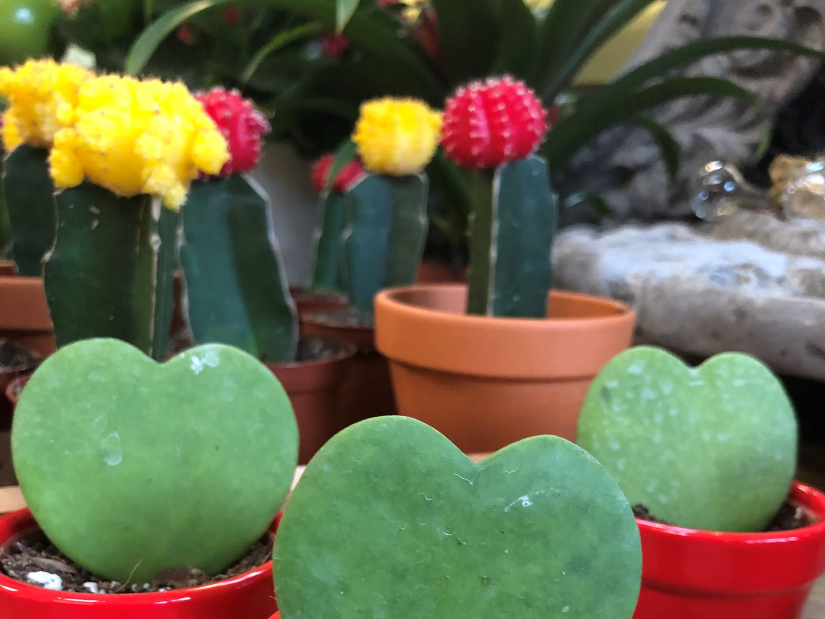 Hoya 2 resized | Wells Medina Nursery