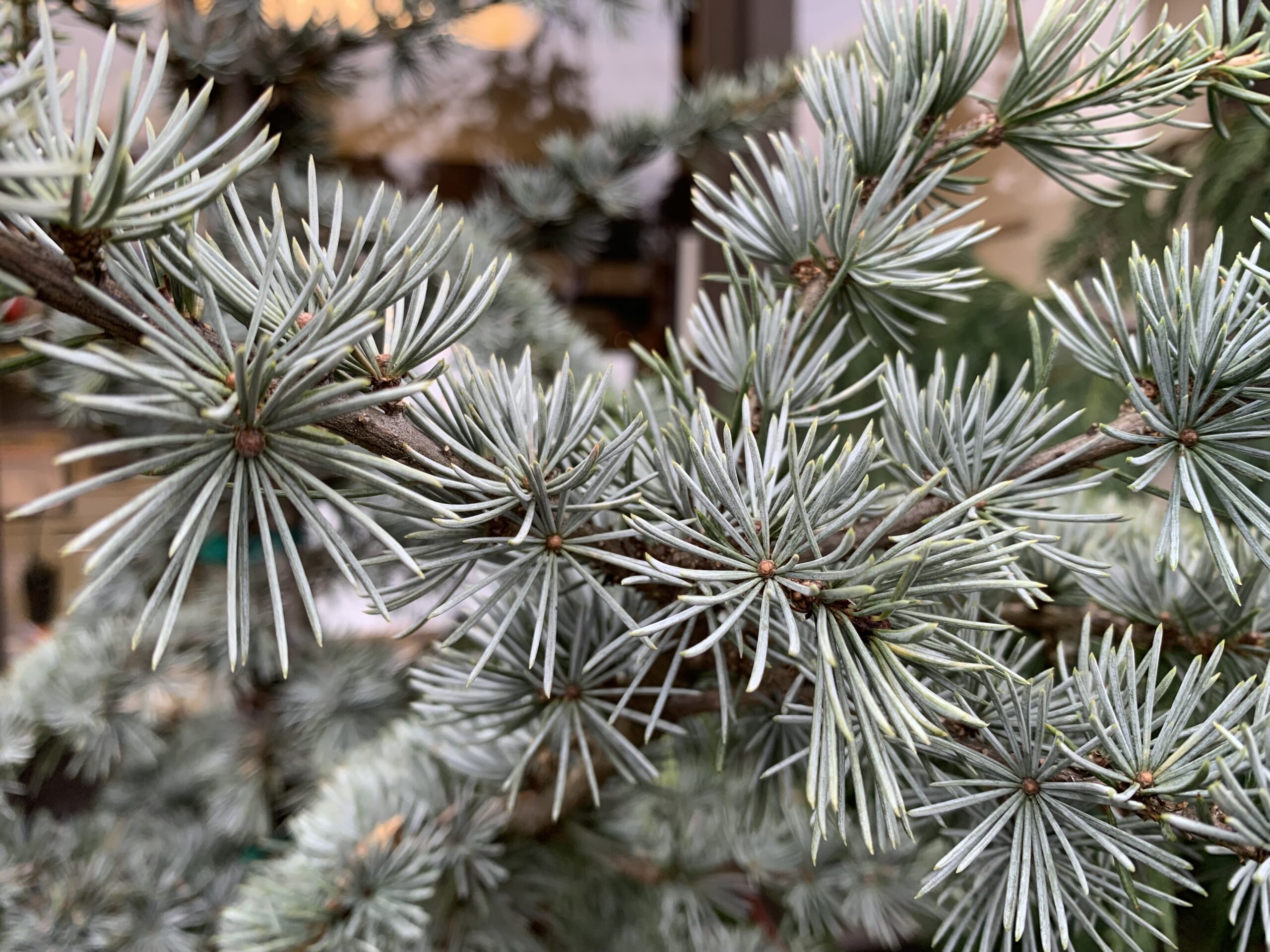 Cedrus atlantica ‘Fastigiata’ | Wells Medina Nursery