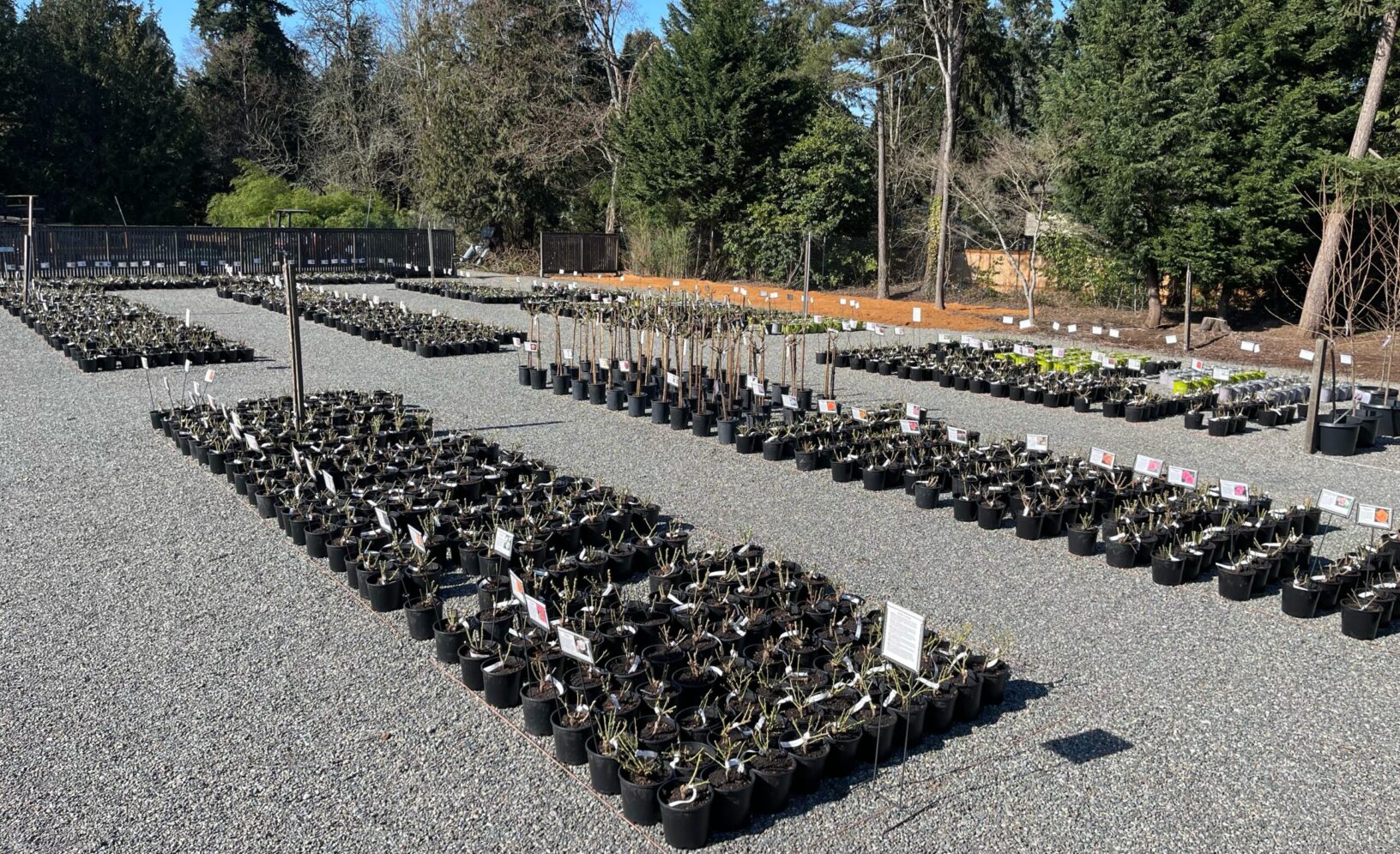 roses 2024 | Wells Medina Nursery