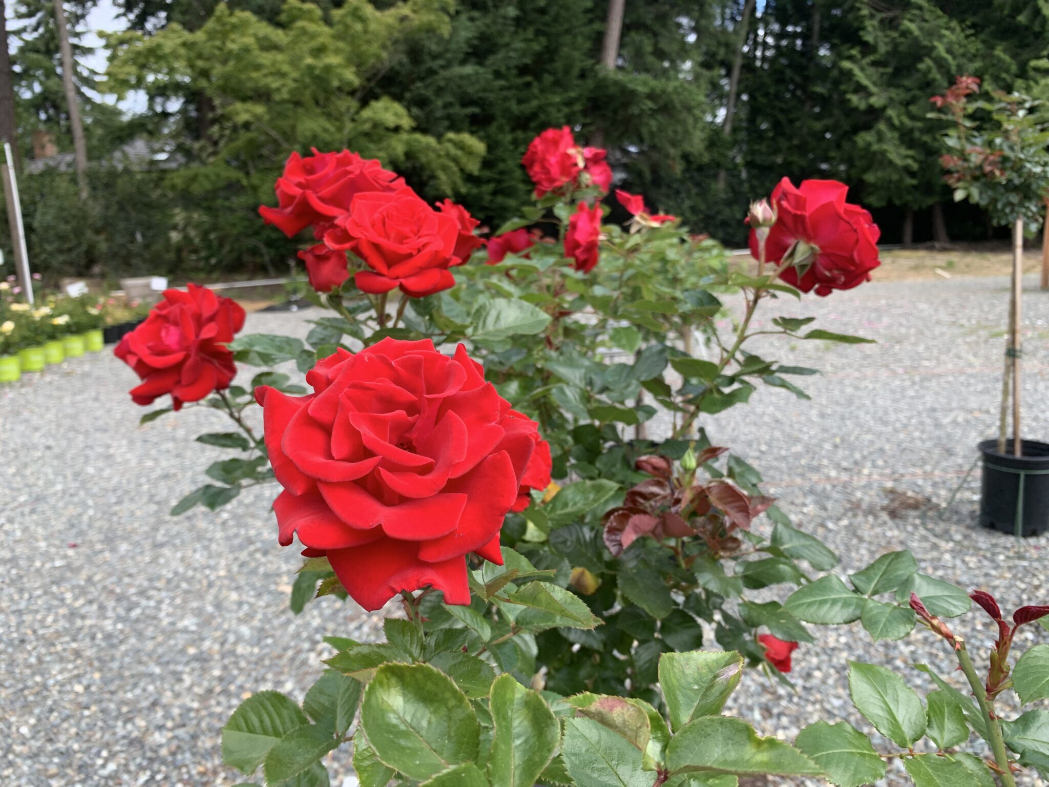 rosa drop dead red | Wells Medina Nursery