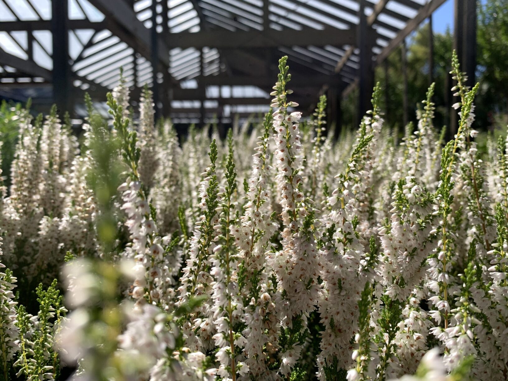 Calluna vulgaris ‘Spring Cream’ | Wells Medina Nursery