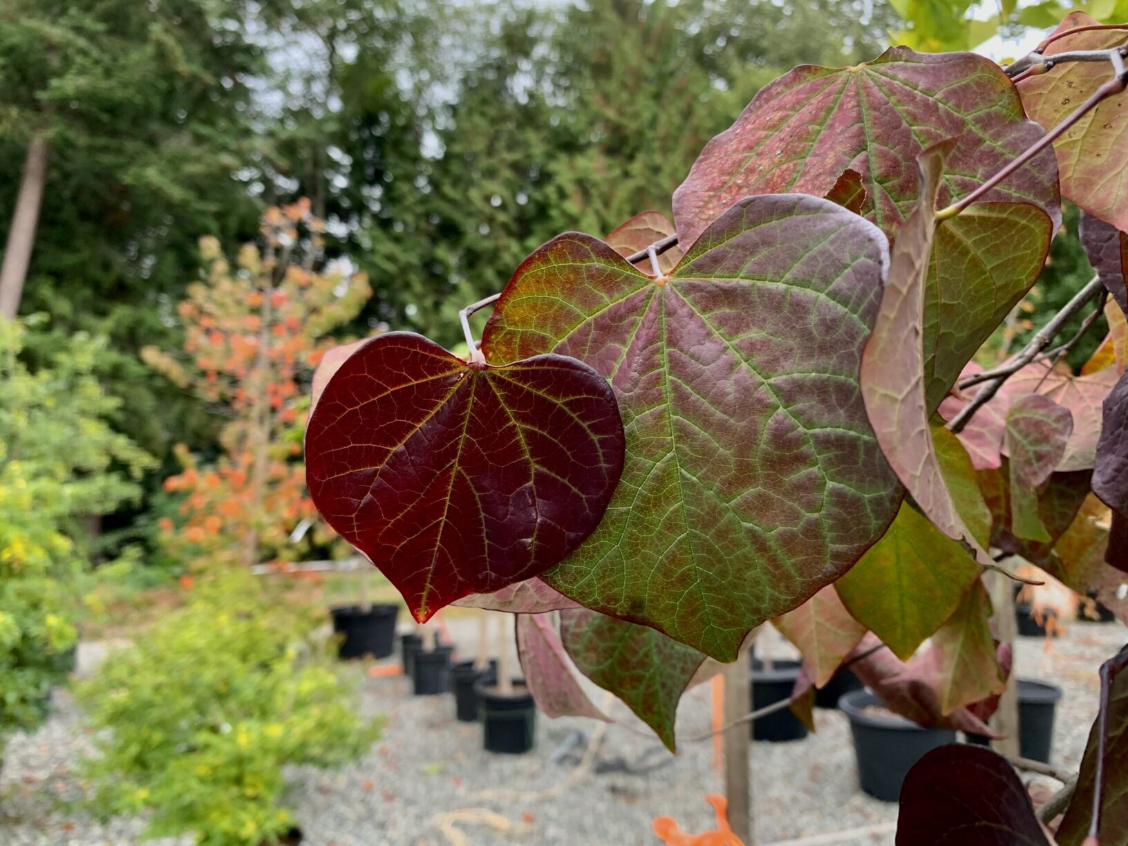 Cercis canadensis ‘Ruby Falls’ | Wells Medina Nursery