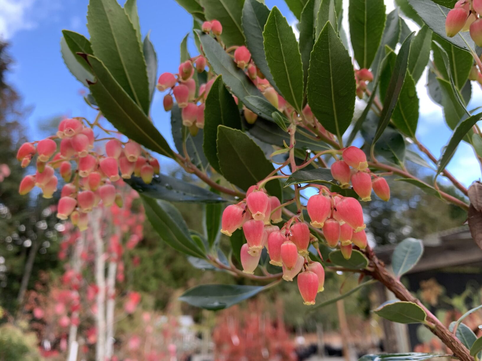 Arbutus unedo ‘Compacta’ Flowers | Wells Medina Nursery