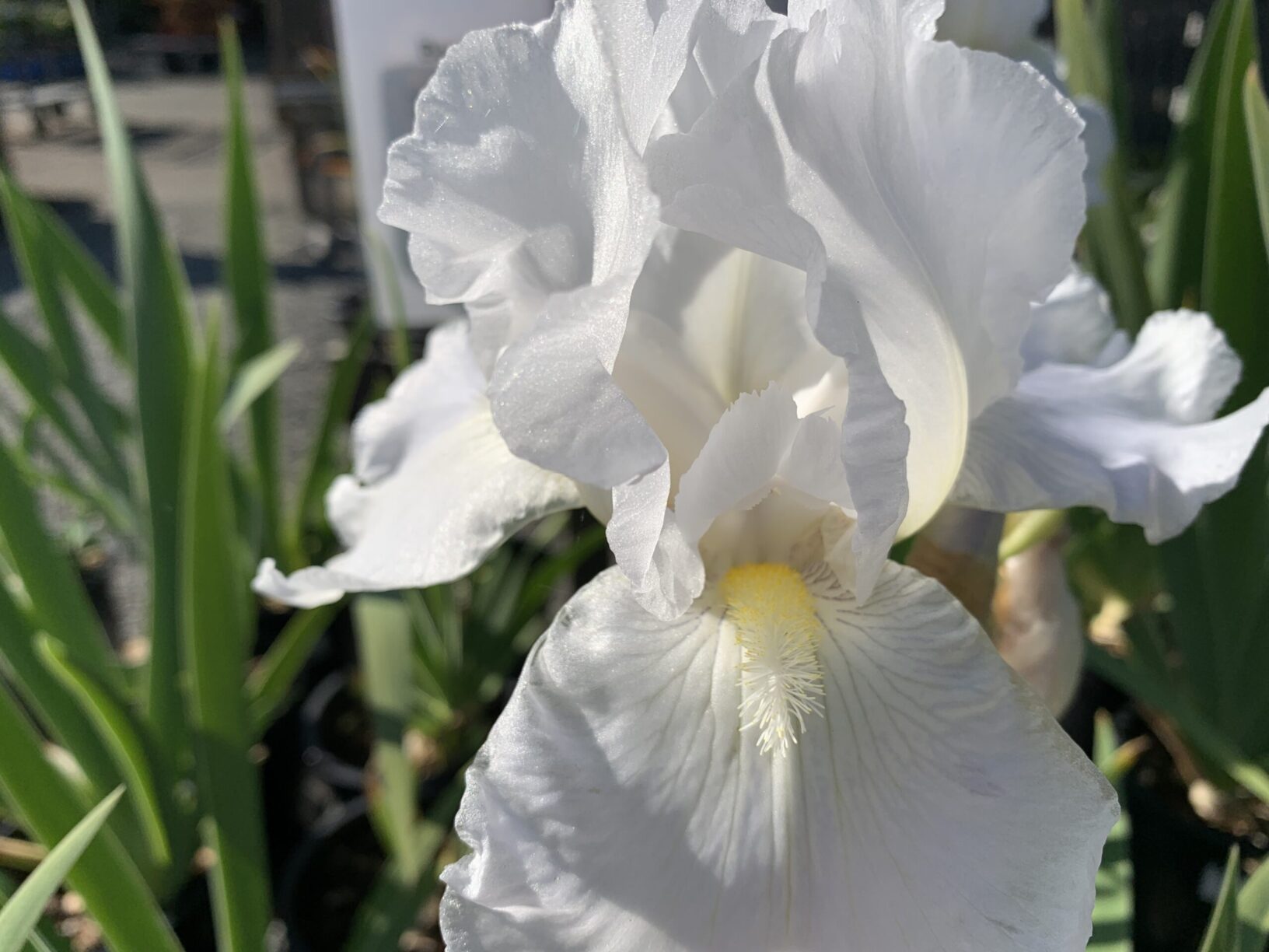 Iris x germanica ‘Immortality’ | Wells Medina Nursery
