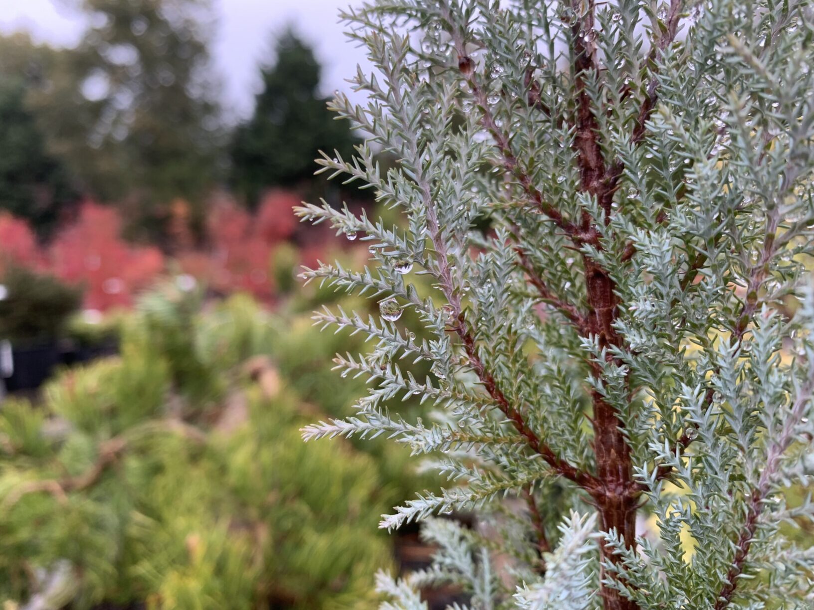 Chamaecyparis lawsoniana ‘Blue Surprise’ | Wells Medina Nursery