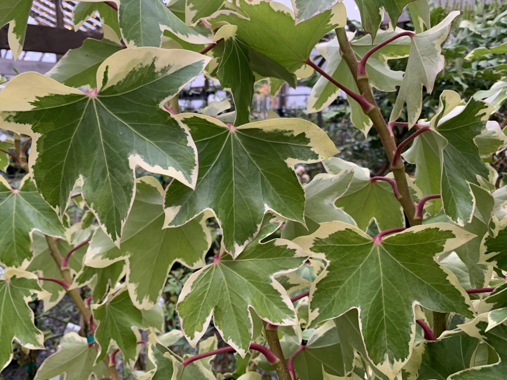 Fatshedera lizei ‘Angyo Star’ | Wells Medina Nursery