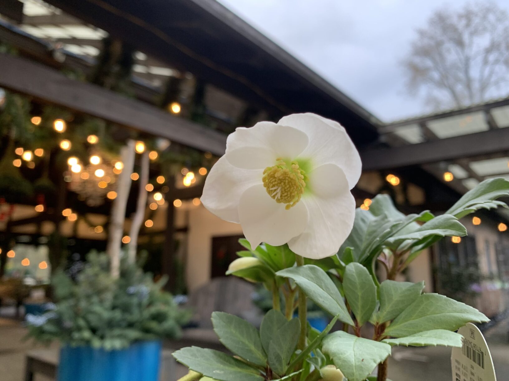 Helleborus niger HGC ‘Diva’ | Wells Medina Nursery
