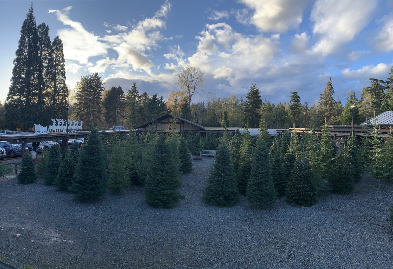 christmas trees | Wells Medina Nursery