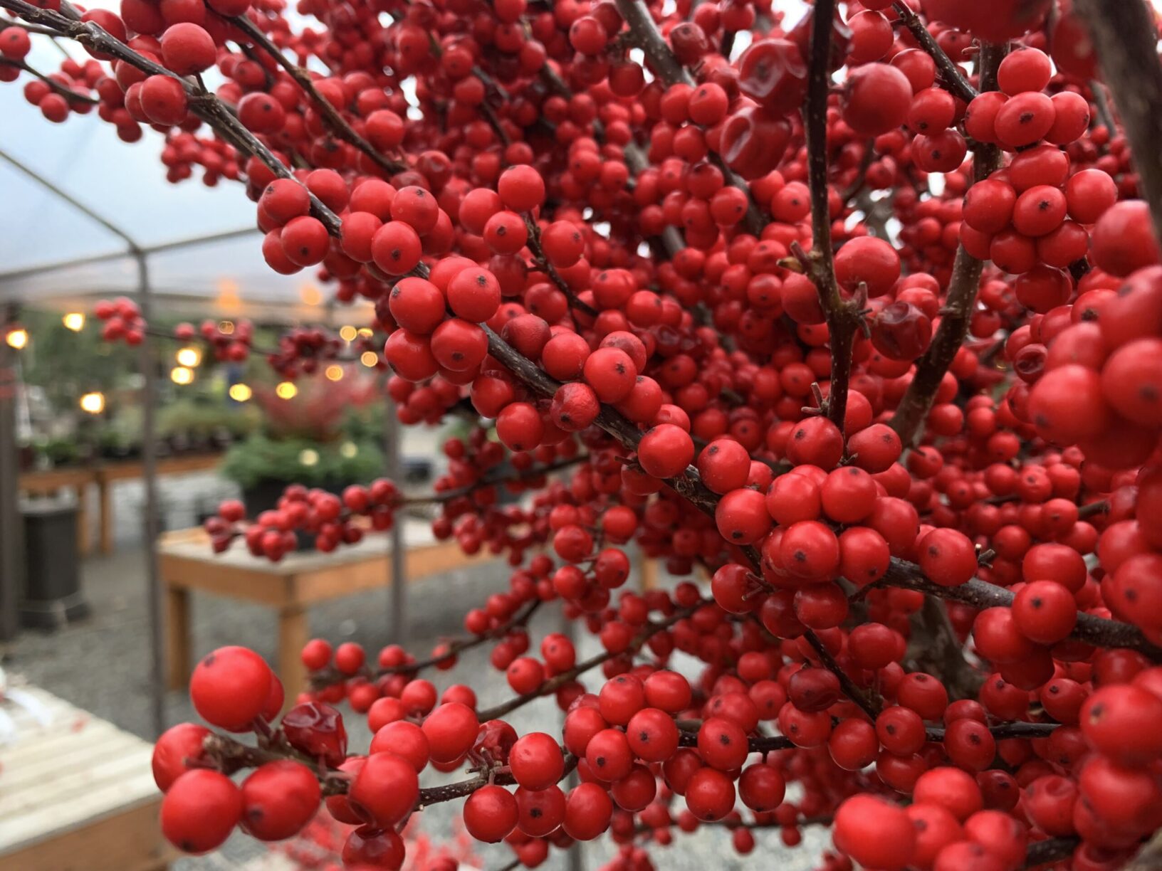 ilex branches | Wells Medina Nursery