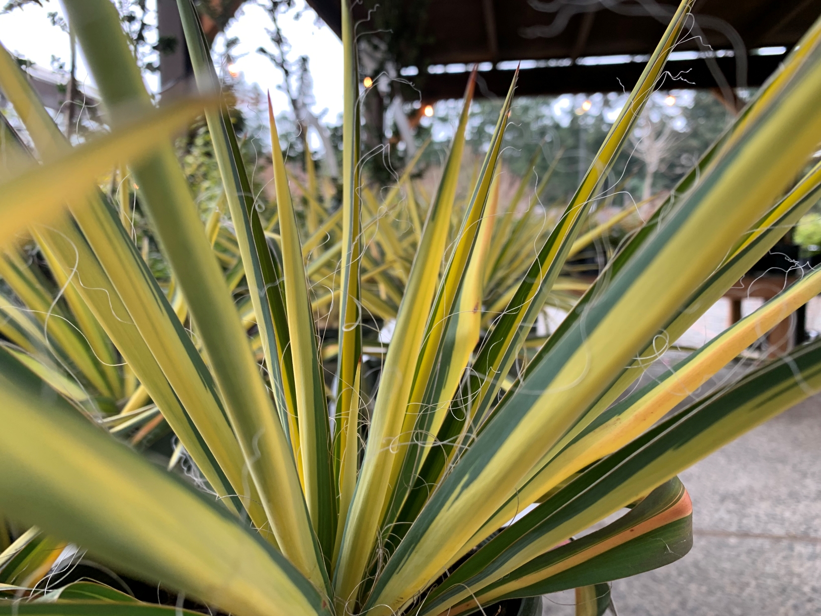 Yucca filamentosa ‘Color Guard’ | Wells Medina Nursery