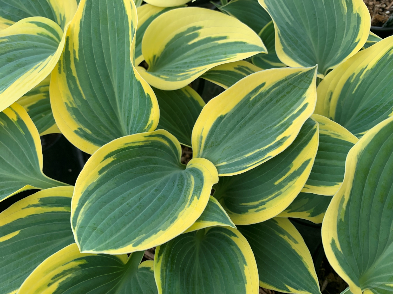 Hosta ‘First Frost’ | Wells Medina Nursery