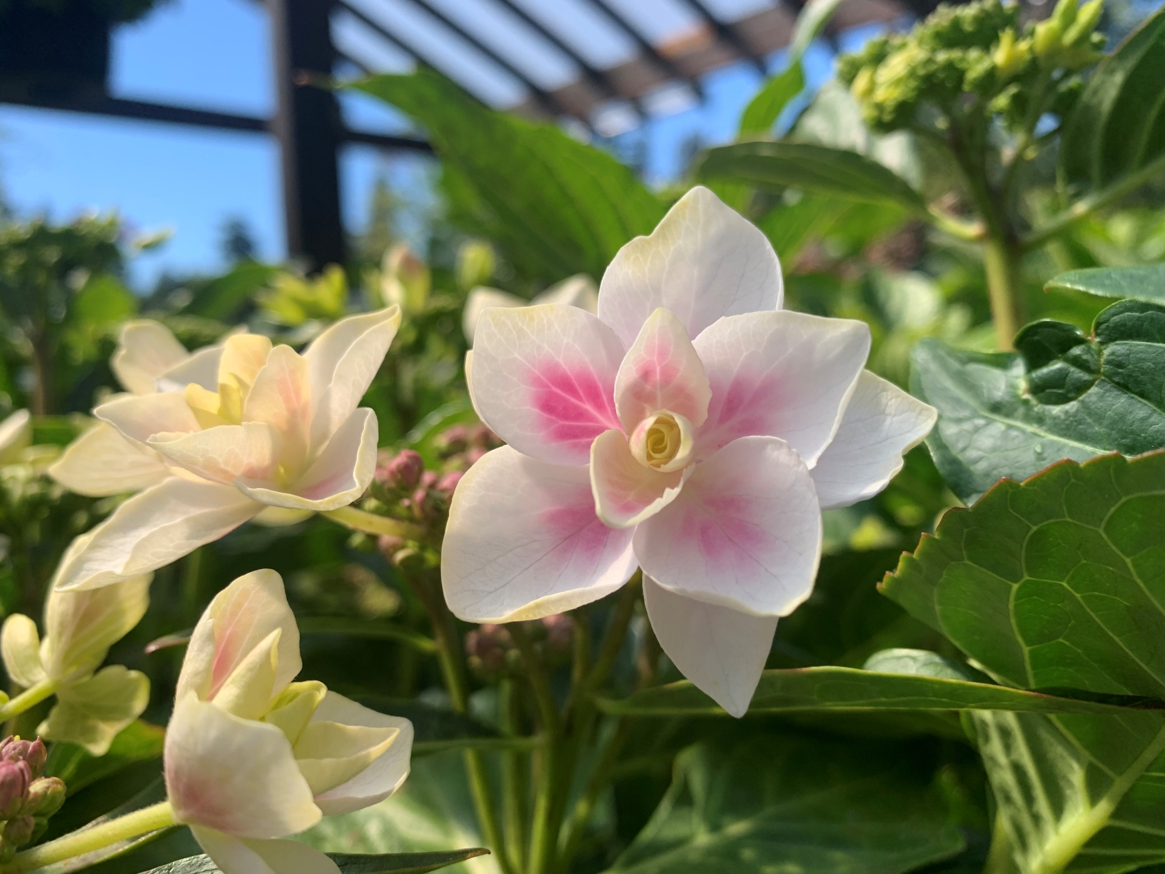 Hydrangea macrophylla ‘Star Gazer’ | Wells Medina Nursery
