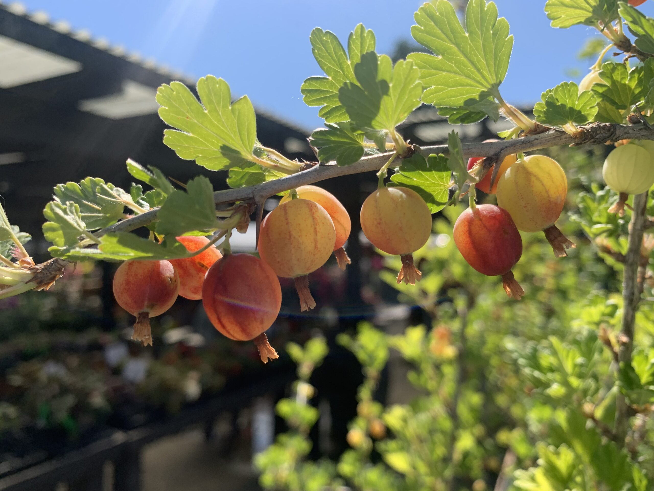 Ribes uva-crispa ‘Hinnonmaki Rod’ Red Gooseberry | Wells Medina Nursery