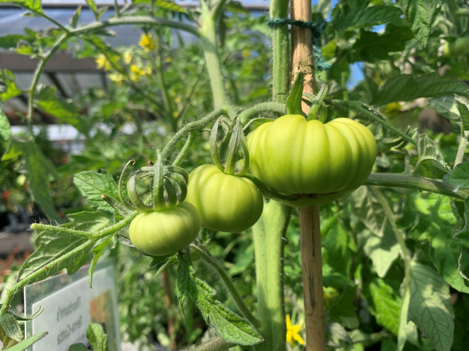 Tomato ‘Thorburn’s Terra-Cotta’ | Wells Medina Nursery