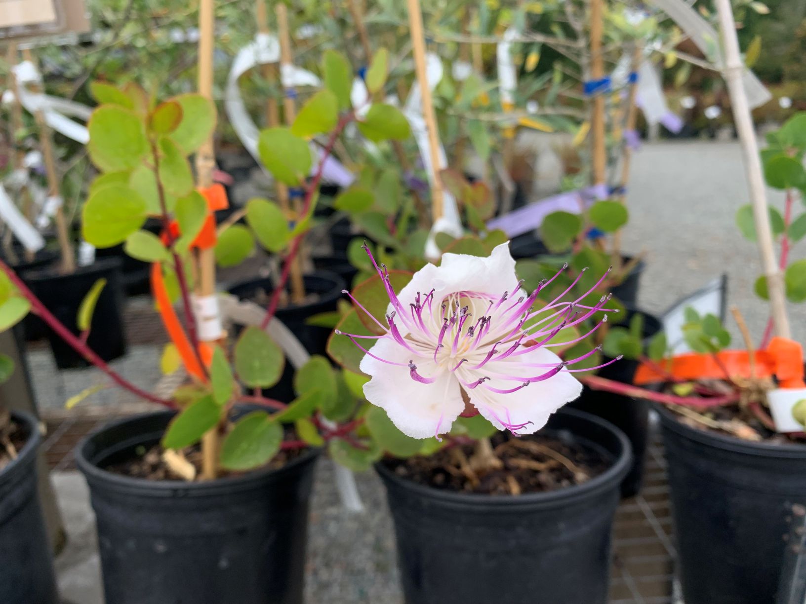 Capparis inermis – Spineless Caper 1 | Wells Medina Nursery