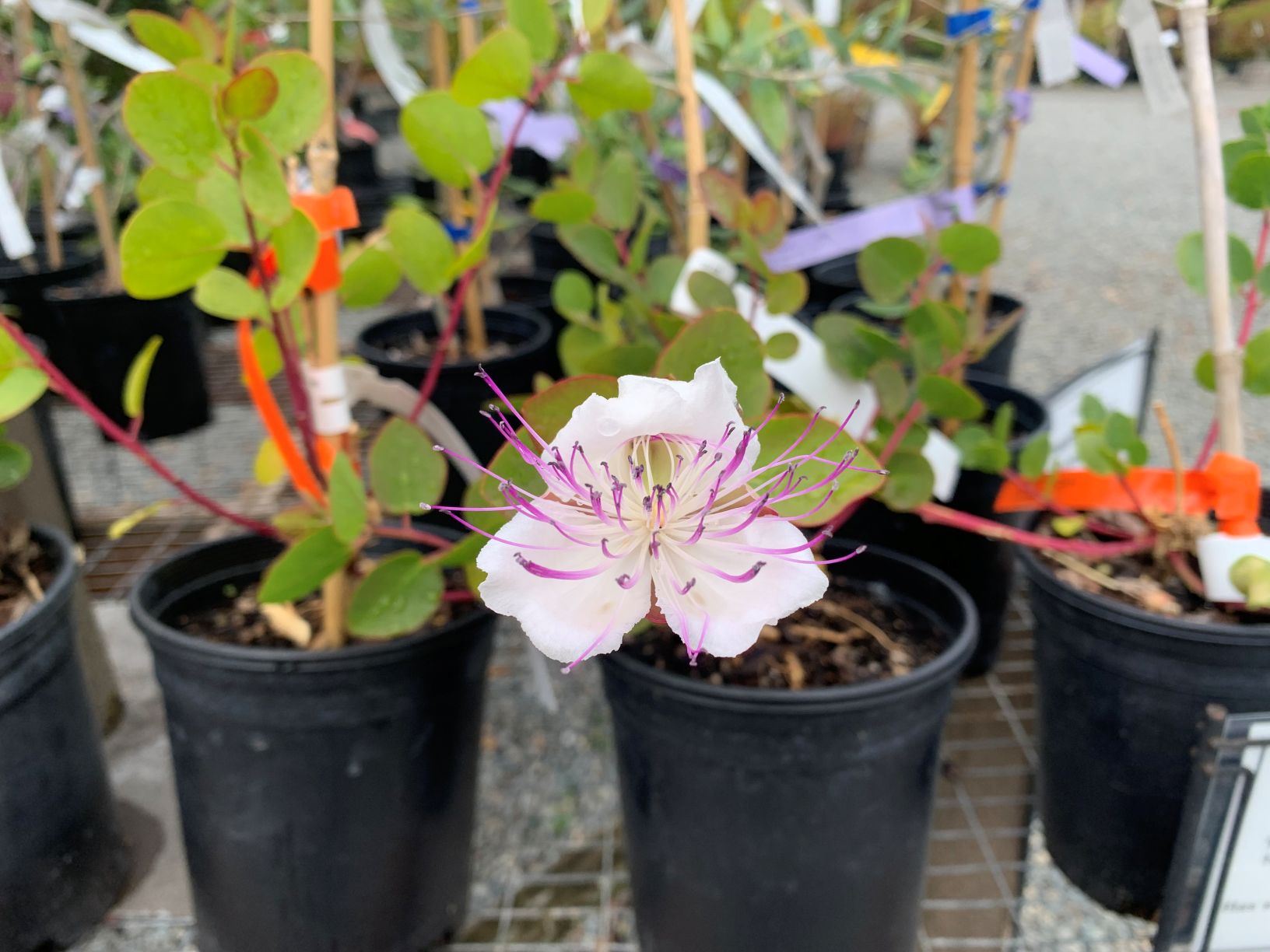 Capparis inermis – Spineless Caper | Wells Medina Nursery