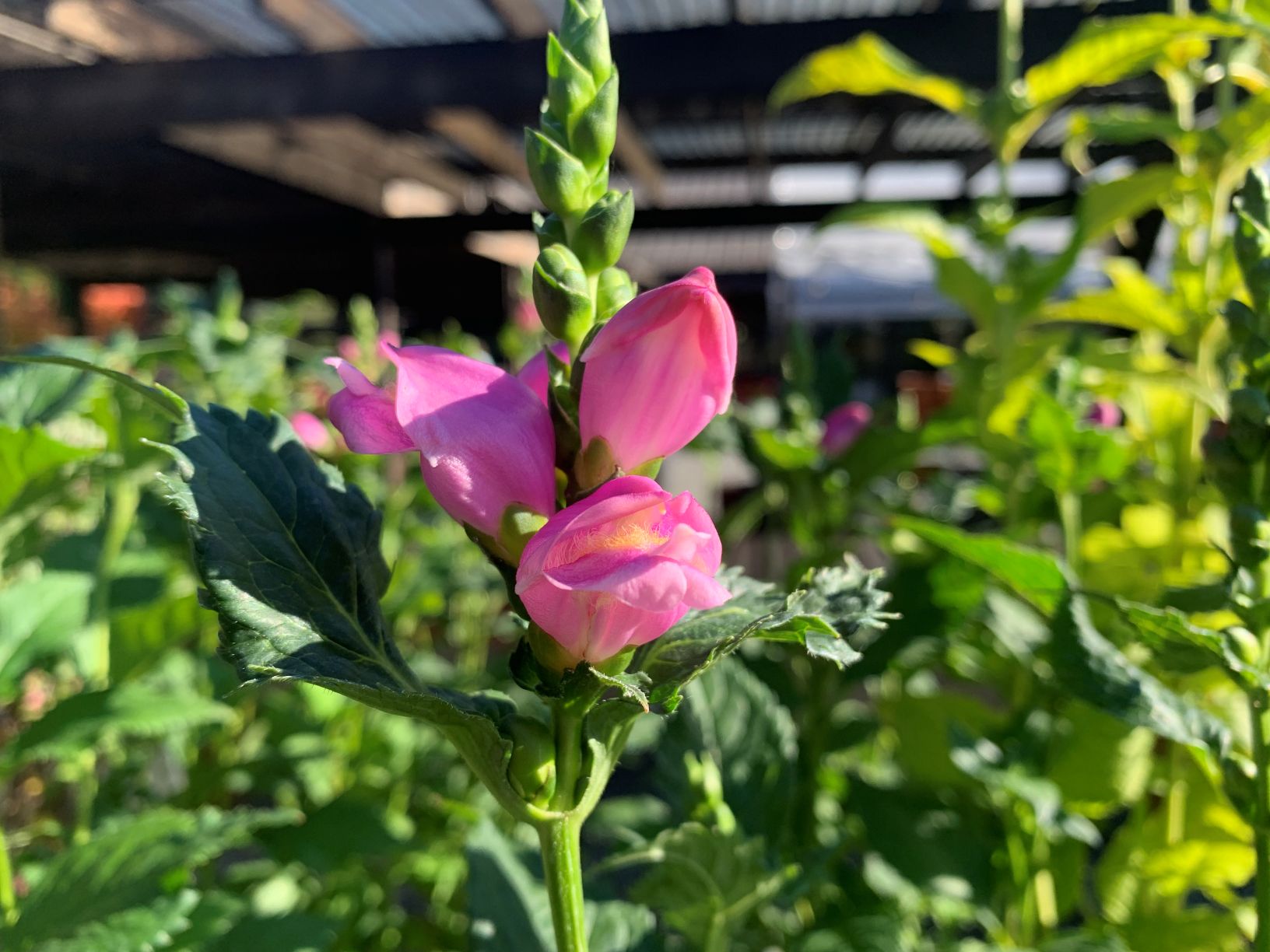Chelone obliqua ‘Tiny Tortuga’ | Wells Medina Nursery