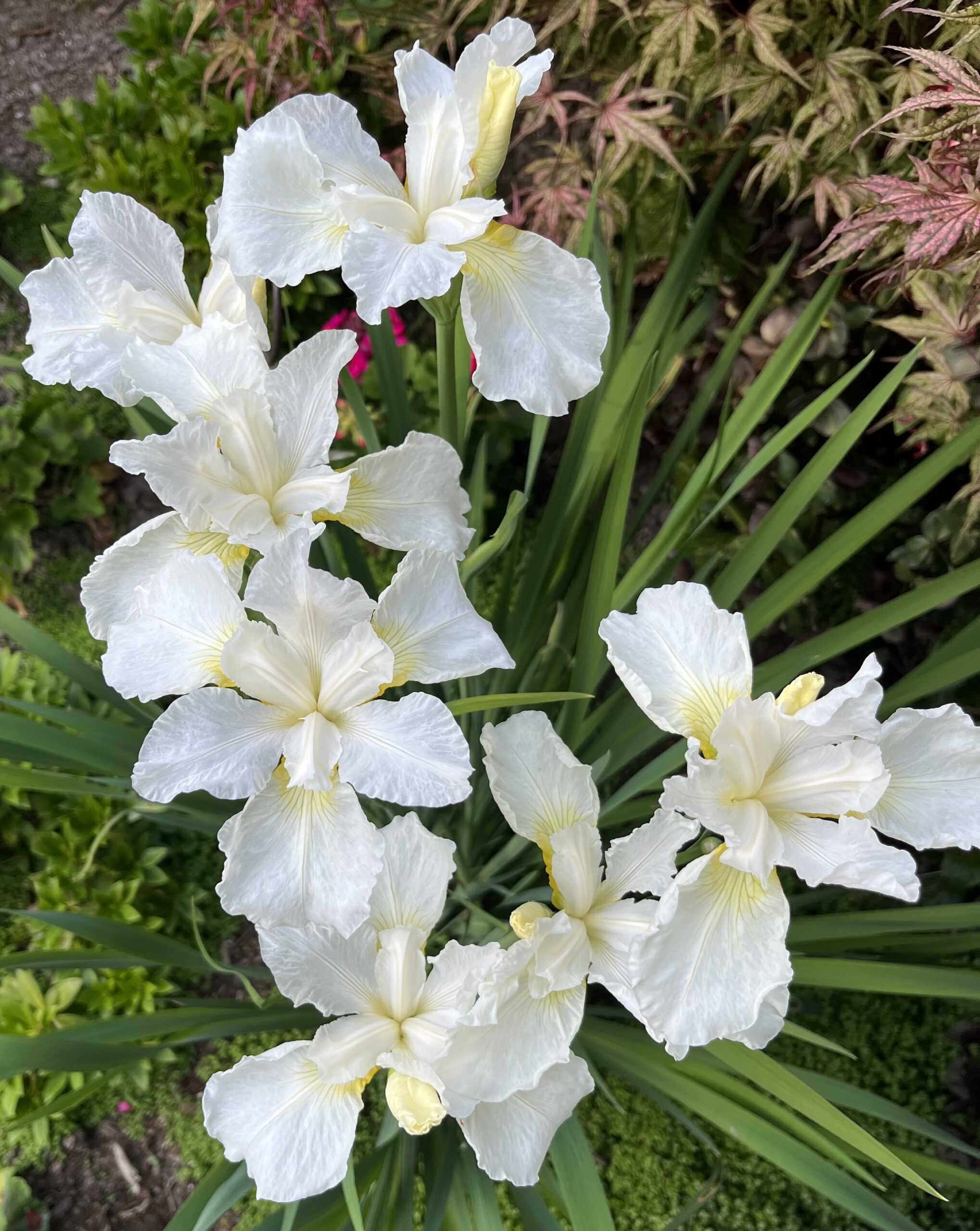 Iris sibirica ‘Swans in Flight’ | Wells Medina Nursery