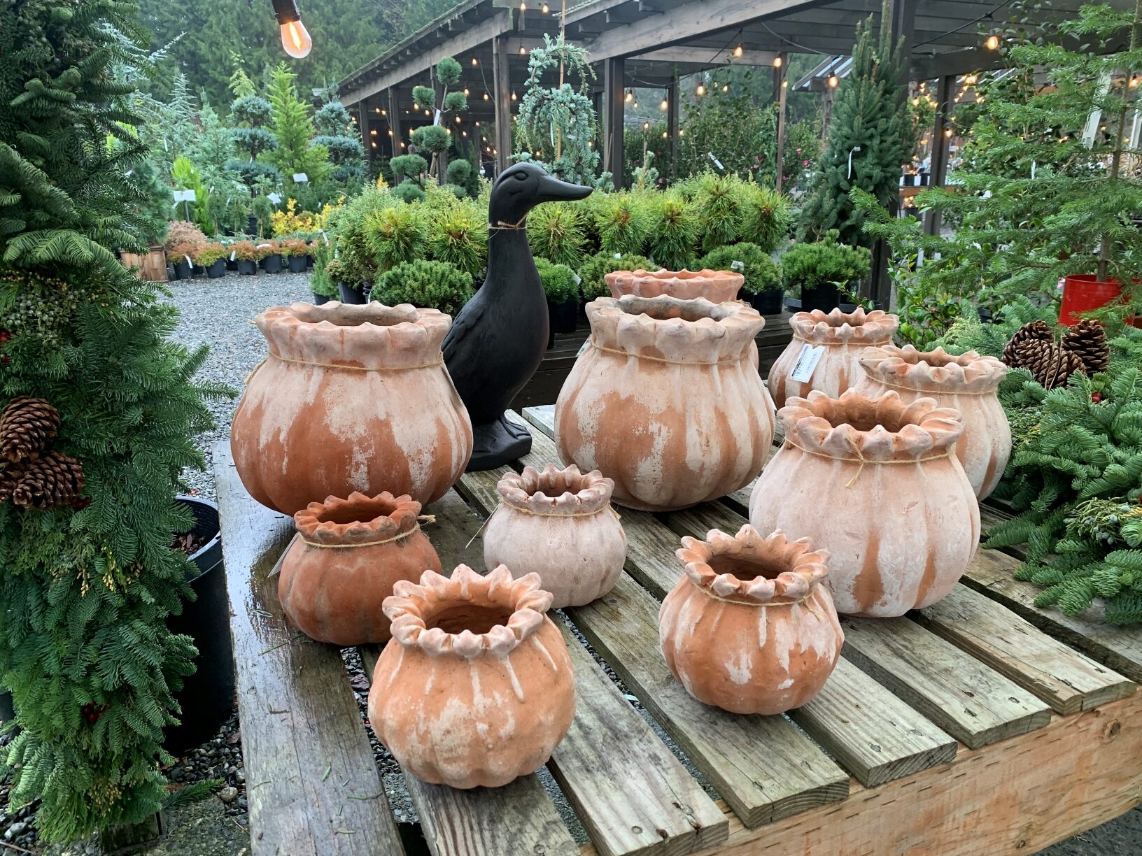 poppy pots and duck | Wells Medina Nursery