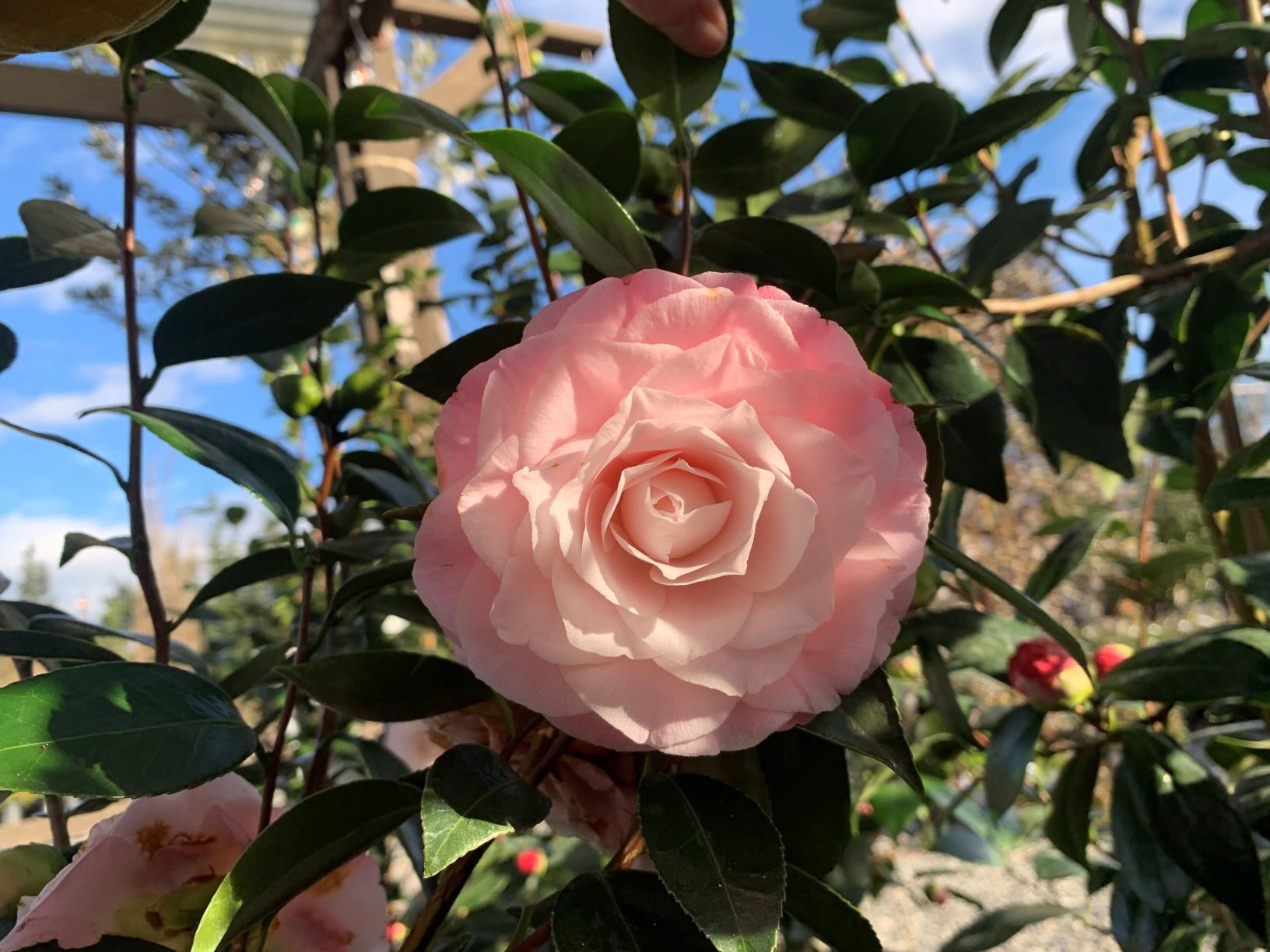 Camellia japonica ‘Nuccio’s Pearl’ | Wells Medina Nursery