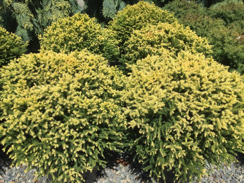 Cryptomeria japonica Golden Promise | Wells Medina Nursery